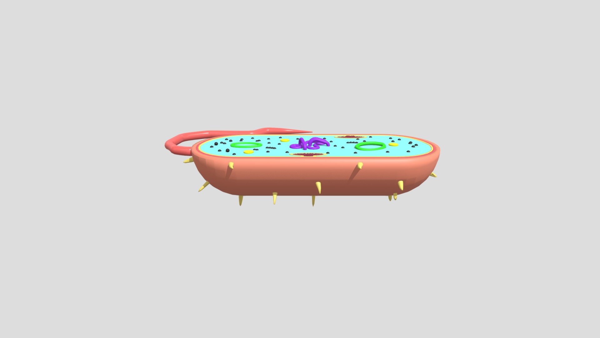 Bacterium - 3D model by VR Concept (@vrconcept) [62ecc15] - Sketchfab