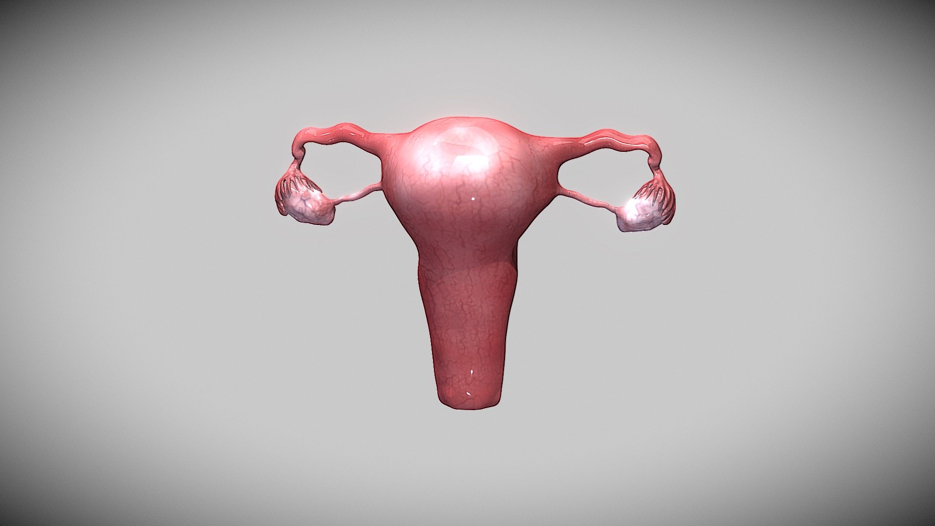 Uterus and Fallopian tubes - 3D model by blendedlearning @LTHTR ...