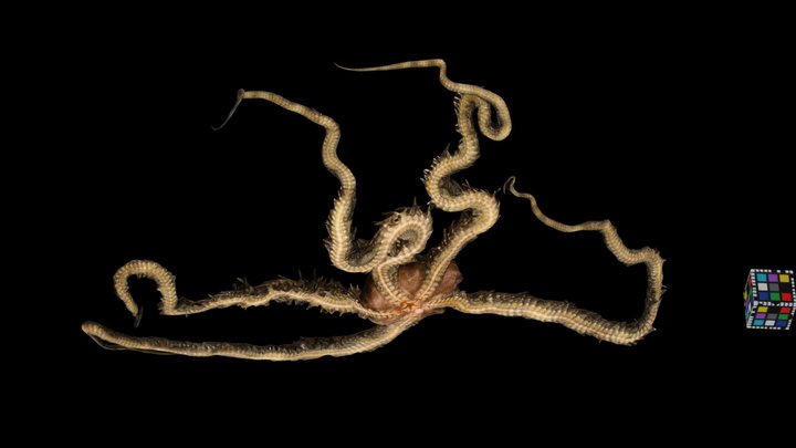 Ophiocoma 3D models - Sketchfab
