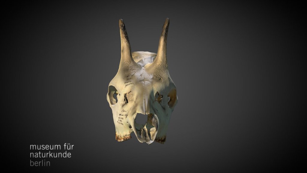 Okapia johnstoni ZMB MAM 70325 - 3D model by 3DLab MfNBerlin (@VisLab) [62ffd38] - Sketchfab