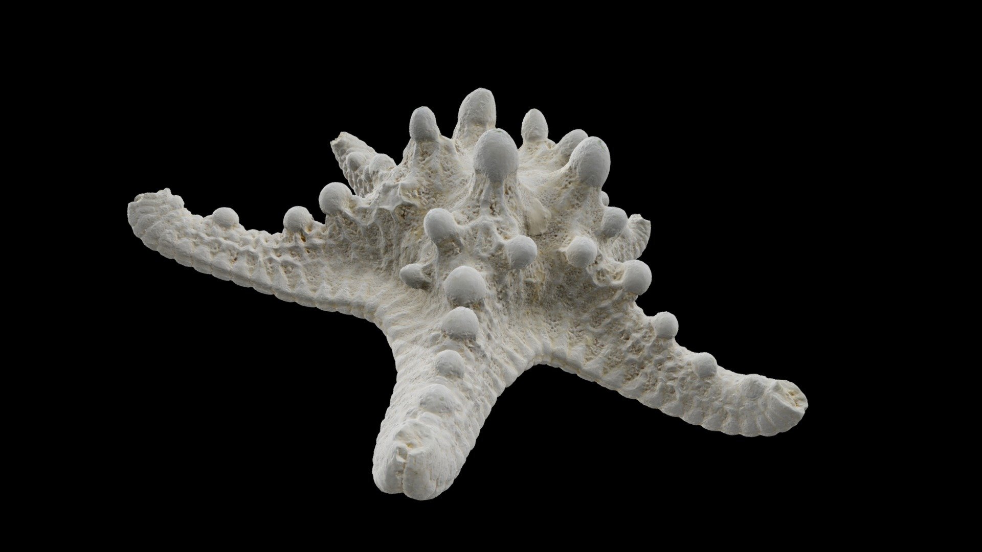 White Armoured Starfish - 3D model by Waelalhaj [630a290] - Sketchfab