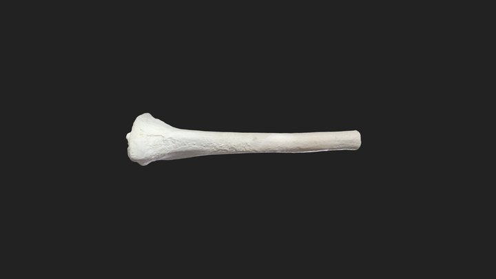 Xiphoid_process 3D models - Sketchfab