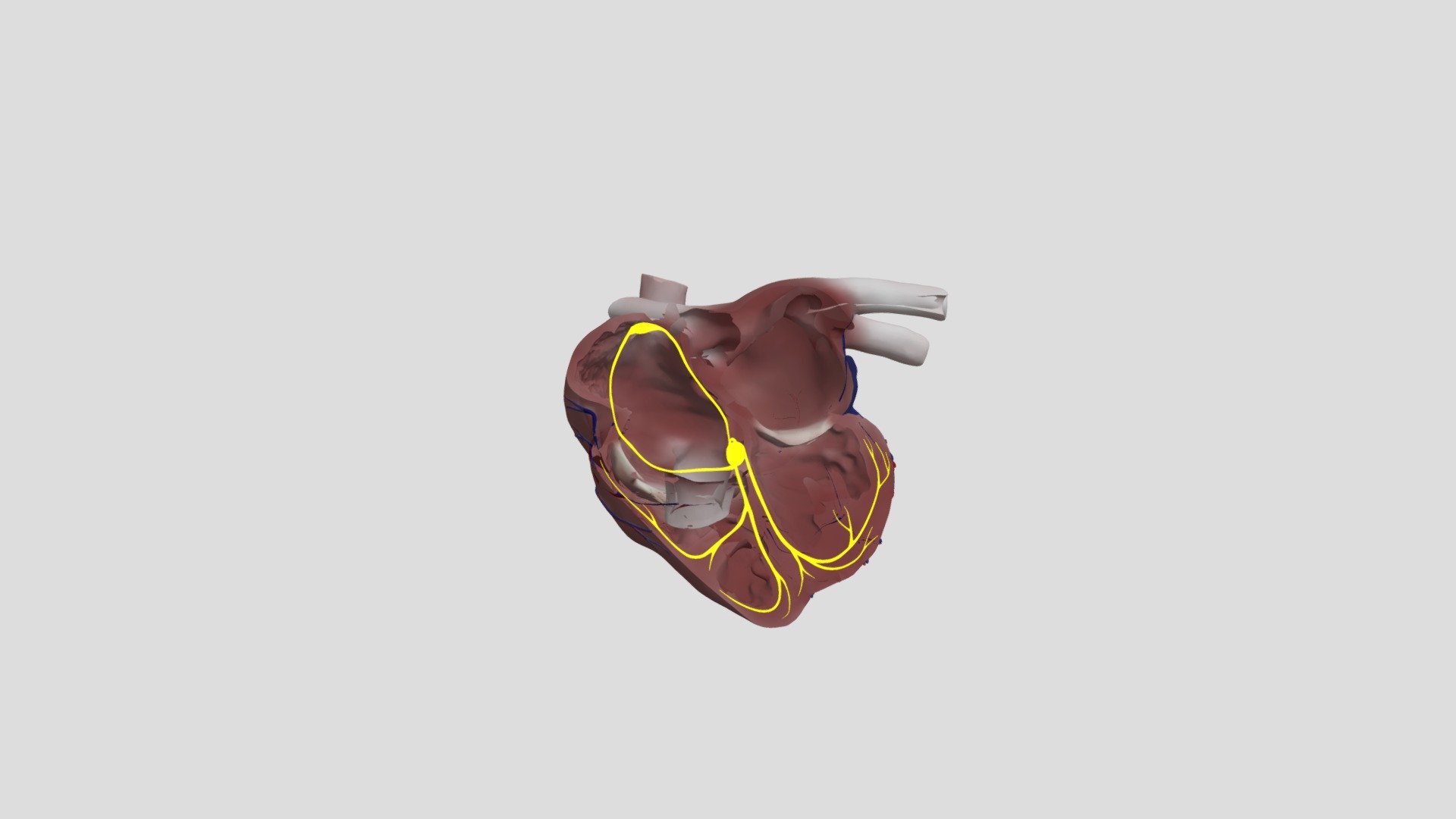 Cardiac_conduction_system - 3D model by tortegat [6322ef5] - Sketchfab