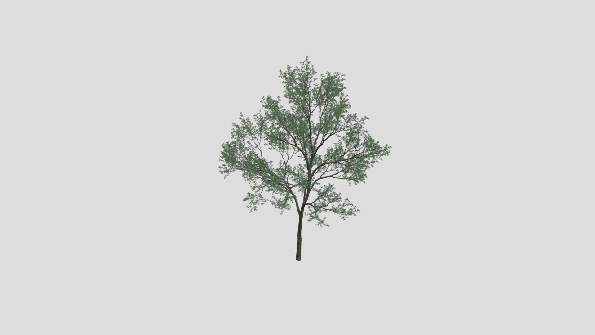 tree 4 AM207 Archmodel - Buy Royalty Free 3D model by Evermotion ...