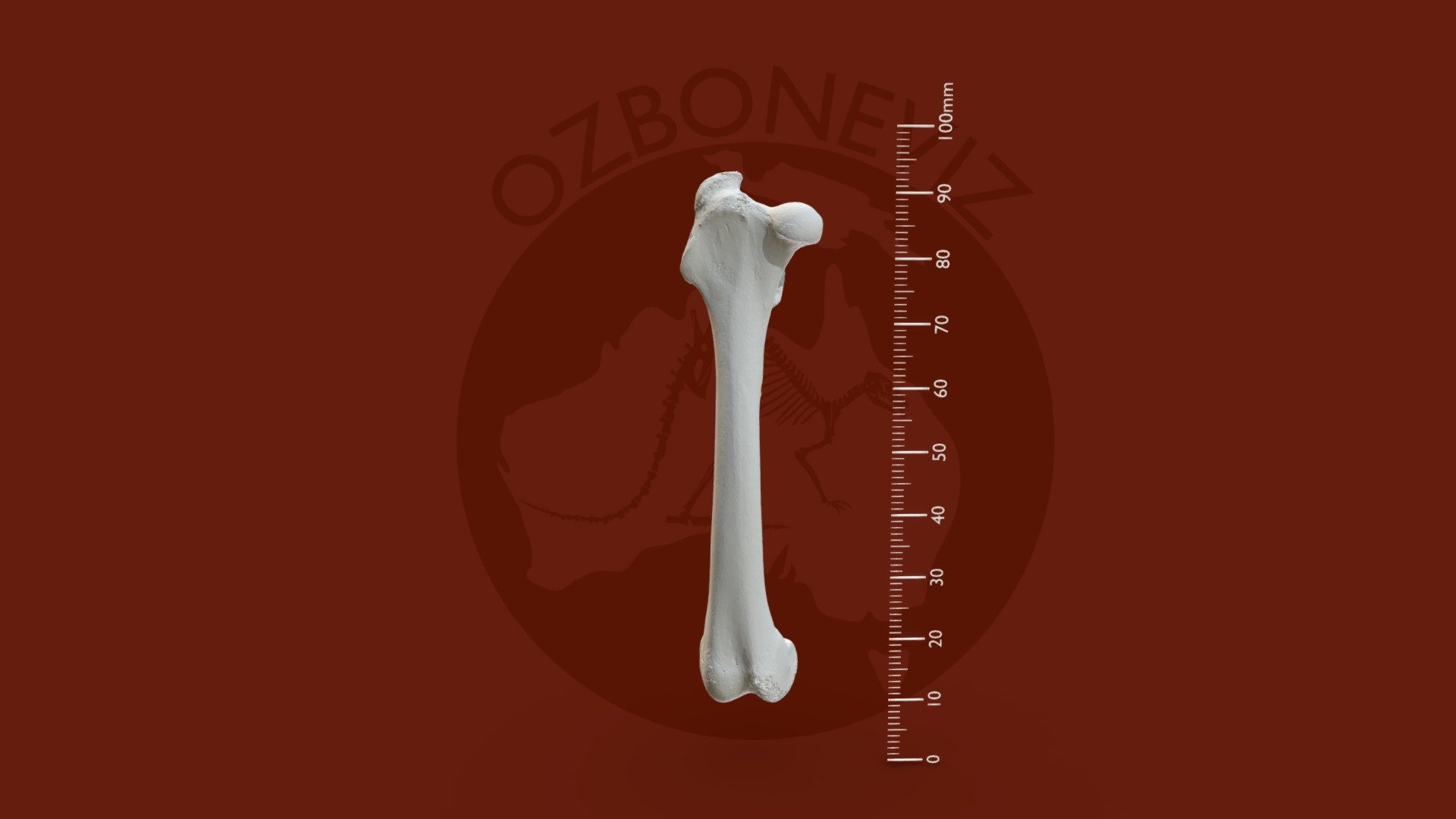 Desert rat-kangaroo femur - 3D model by Ozboneviz [6327901] - Sketchfab