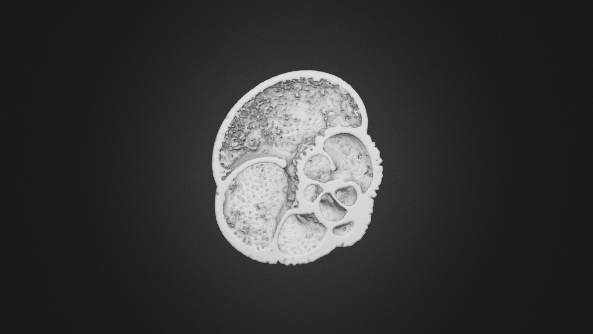 Globorotalia scitula half shell - Download Free 3D model by ...