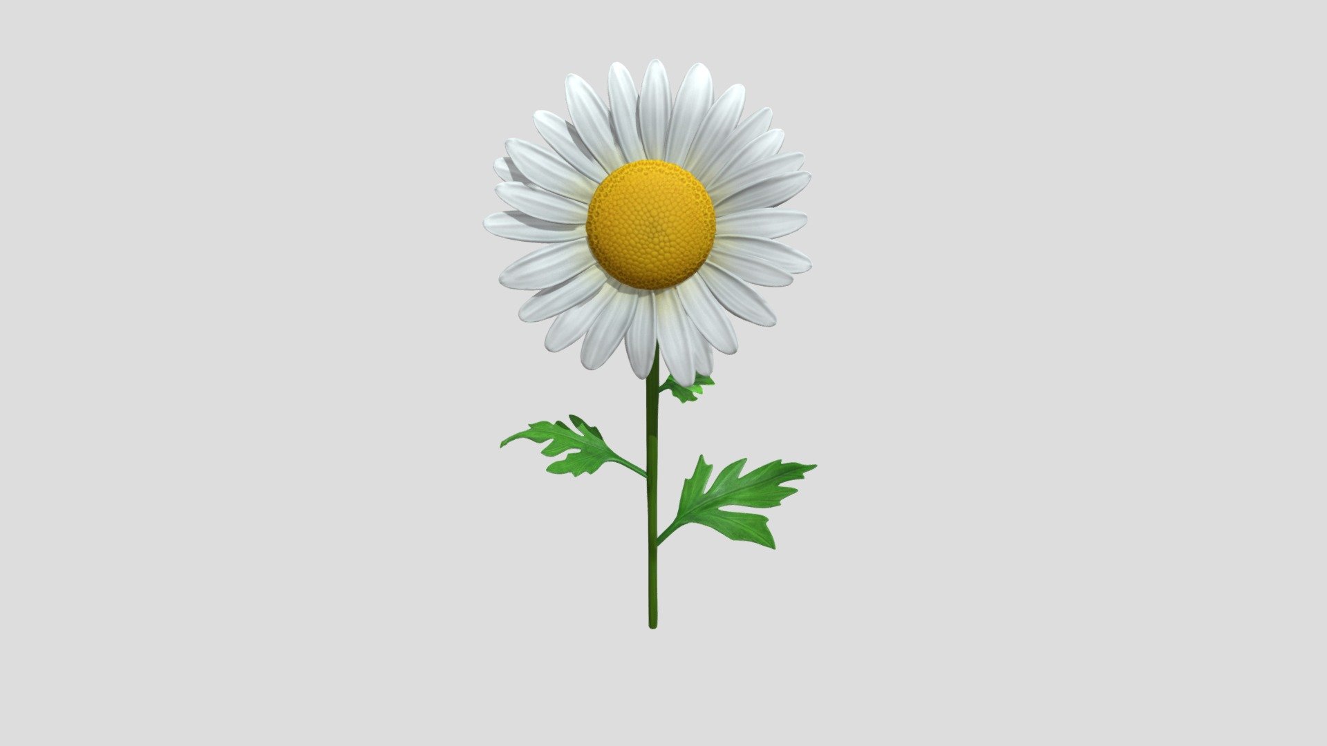 Daisy Plant - 3D model by Λbby018 (@Abby018) [633efc3] - Sketchfab