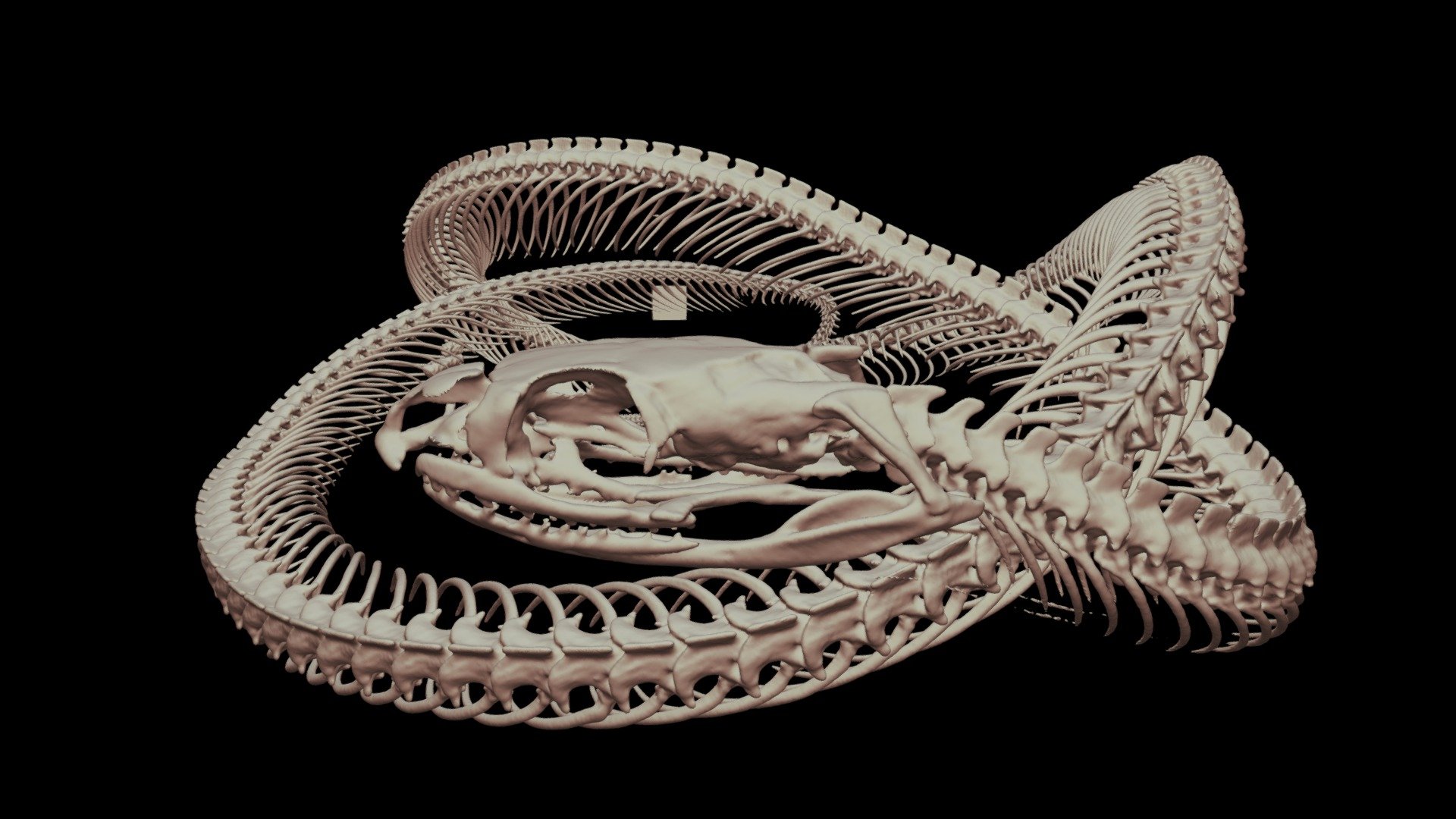 シマヘビ 🐍 CT scan 🦴 Striped Snake - Download Free 3D model by ffish.asia ...