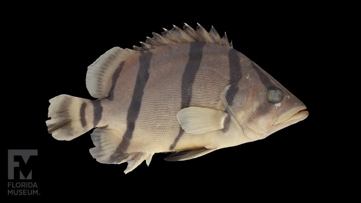 Mekong-tiger-perch 3D models - Sketchfab