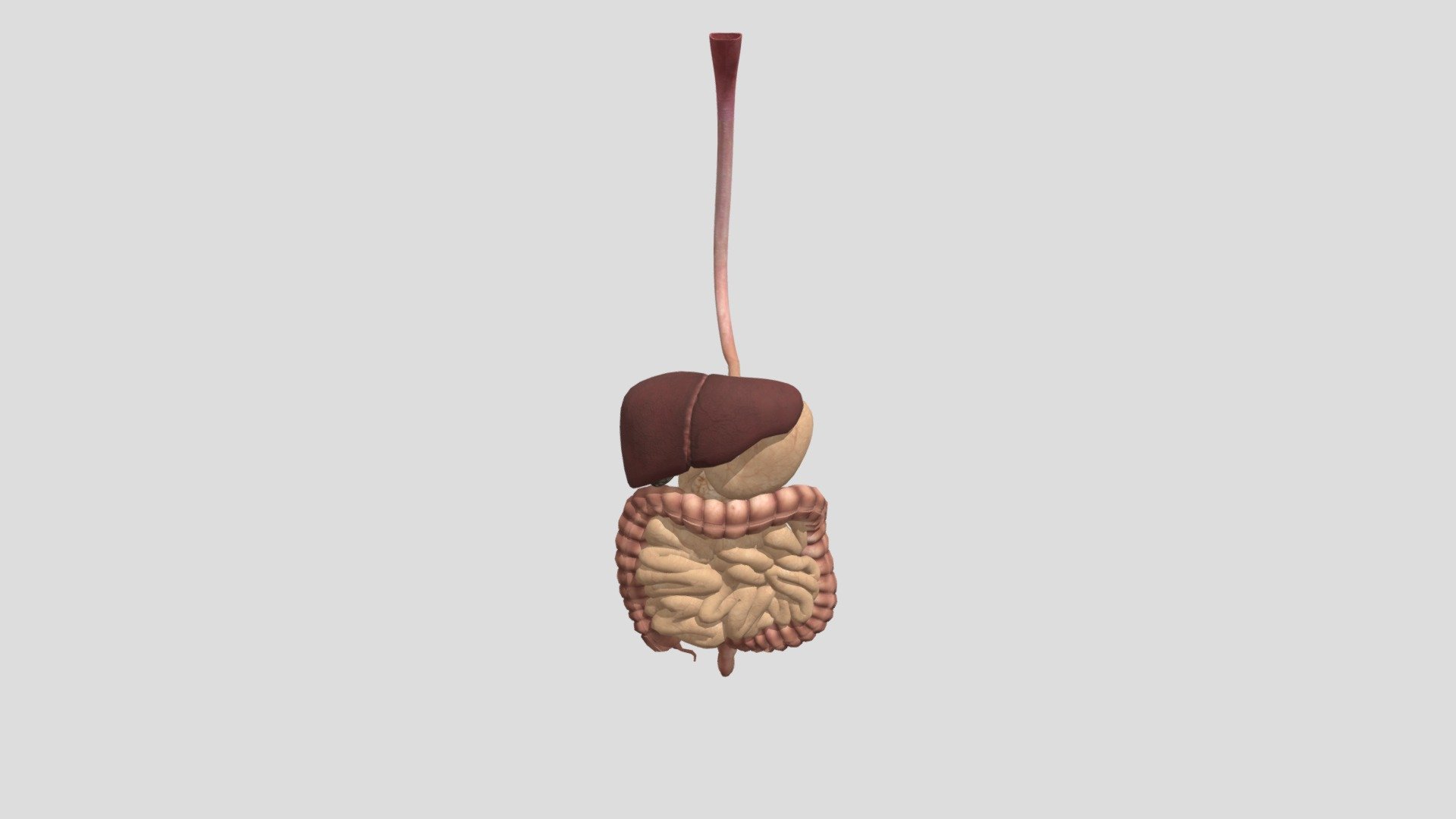 digestive-system - 3D model by mardonbekegambediyev [634acb2] - Sketchfab
