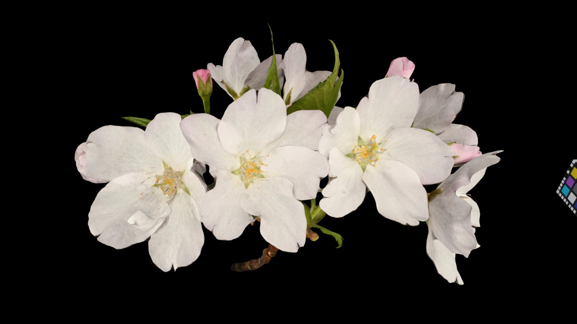 CC0 オオシマザクラ 大島桜 💮 Oshima Cherry, Cerasus speci - Download Free 3D model ...