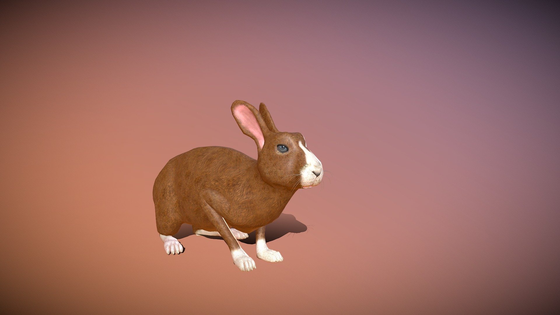rabbit - Buy Royalty Free 3D model by pinotoon [6353094] - Sketchfab Store