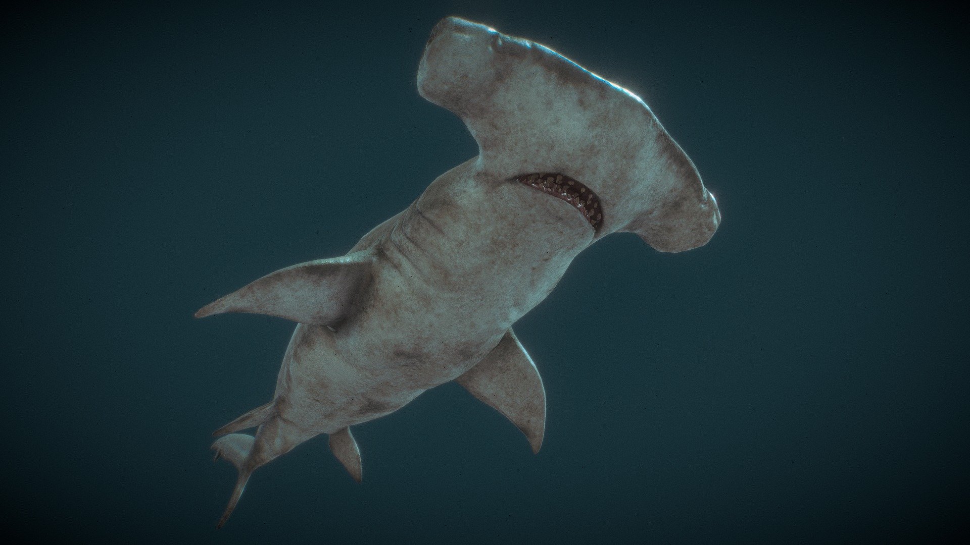 Hammer head shark - Buy Royalty Free 3D model by CrisLArt (@crispichu25 ...