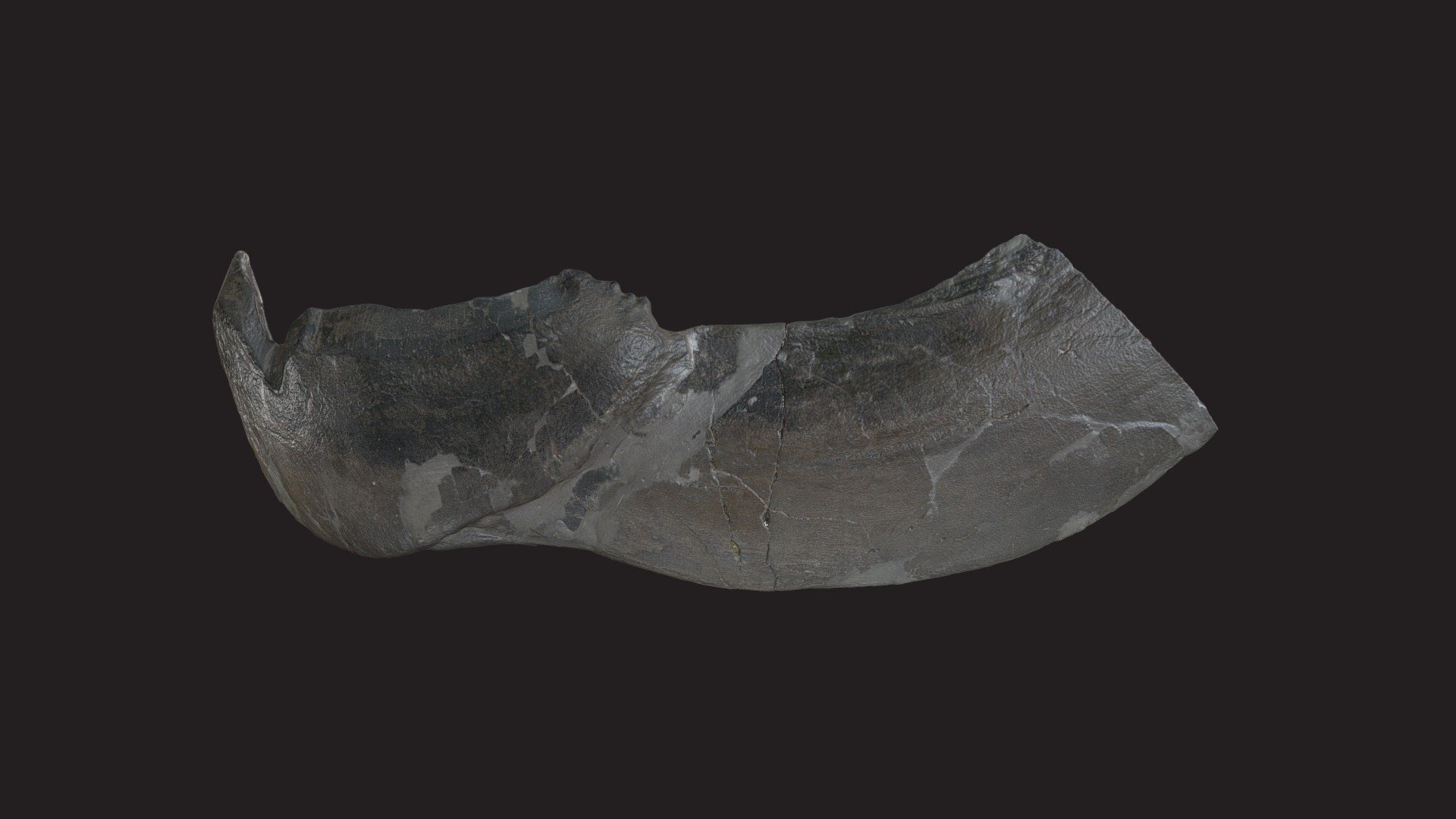 CMNH 5300, Dunkleosteus terrelli infragnathal - 3D model by Cleveland ...