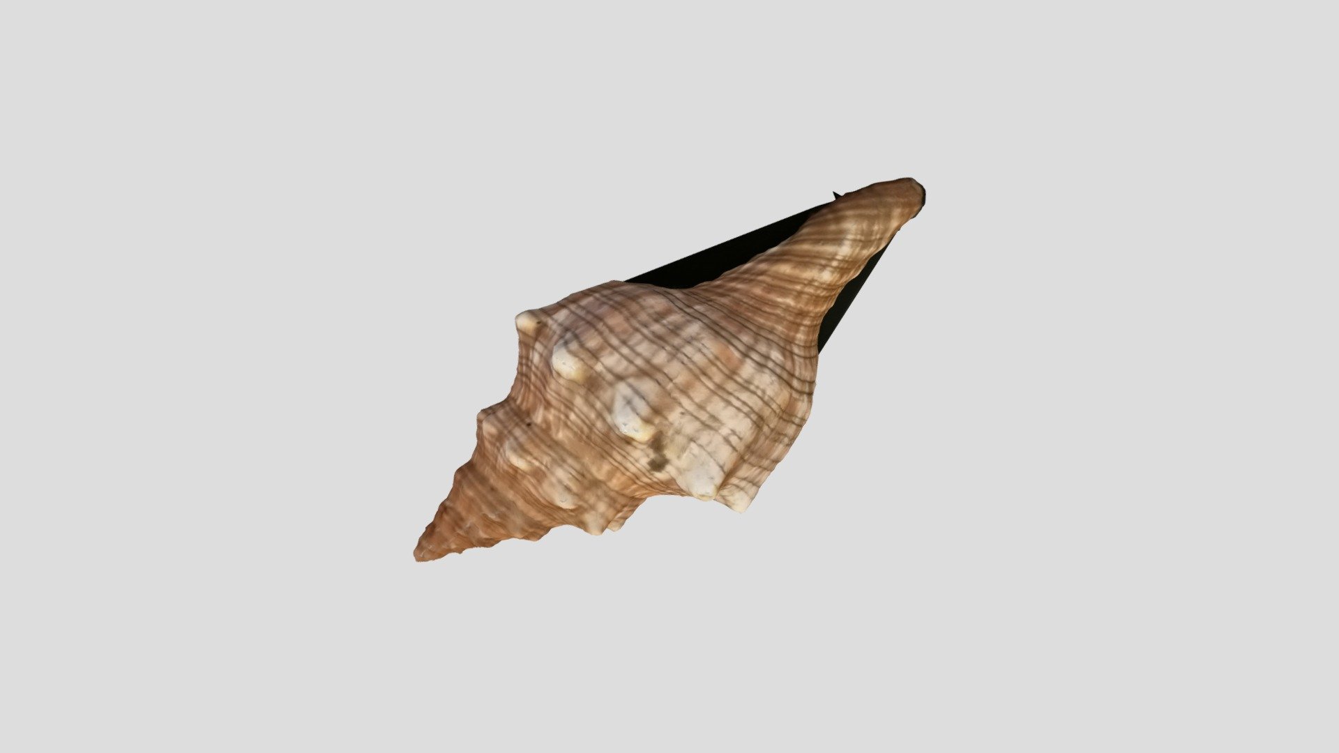 SEA-SHELL - 3D model by Beatriss [635af1c] - Sketchfab