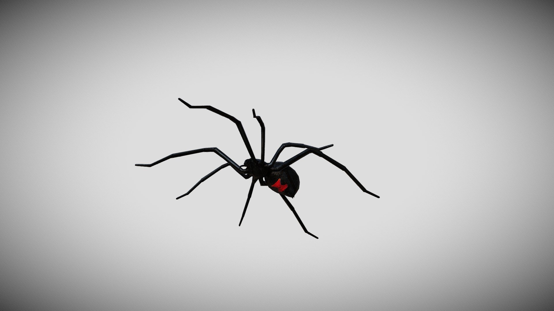 Medhue Black Widow Spider - Buy Royalty Free 3D model by Medhue ...