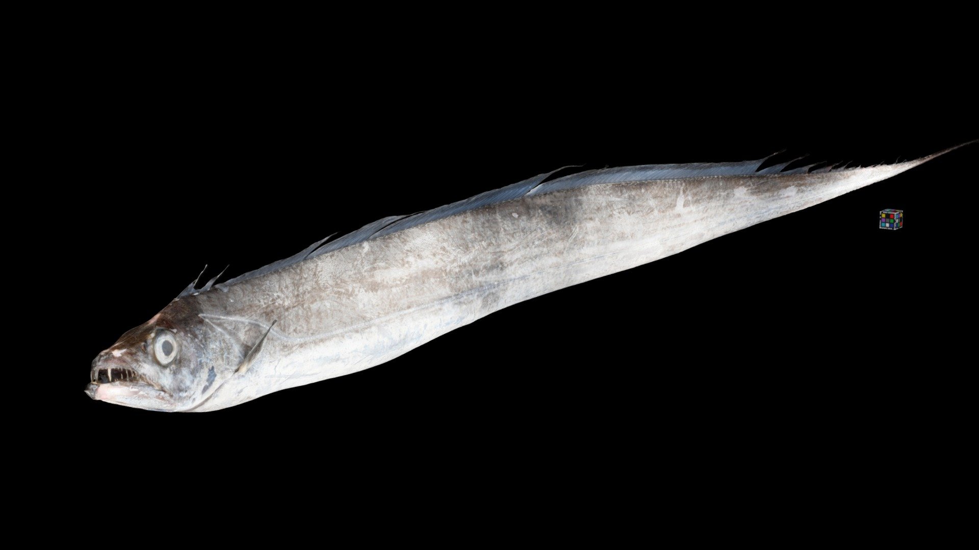 タチウオ Cutlassfish, Trichiurus lepturus - Download Free 3D model by ffish ...