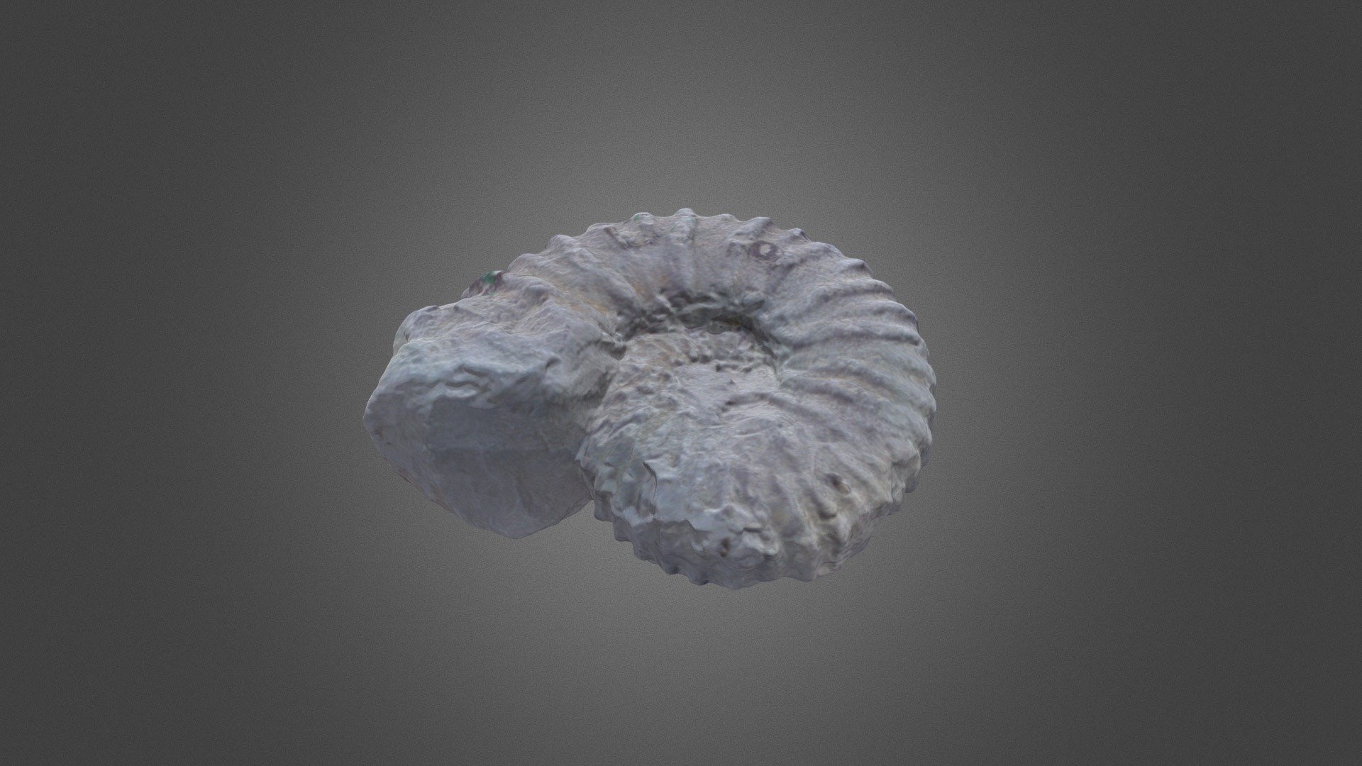 Ammonite fossil - 3D model by Touchstones Rochdale (@TouchstonesRochdale) [63657d4] - Sketchfab