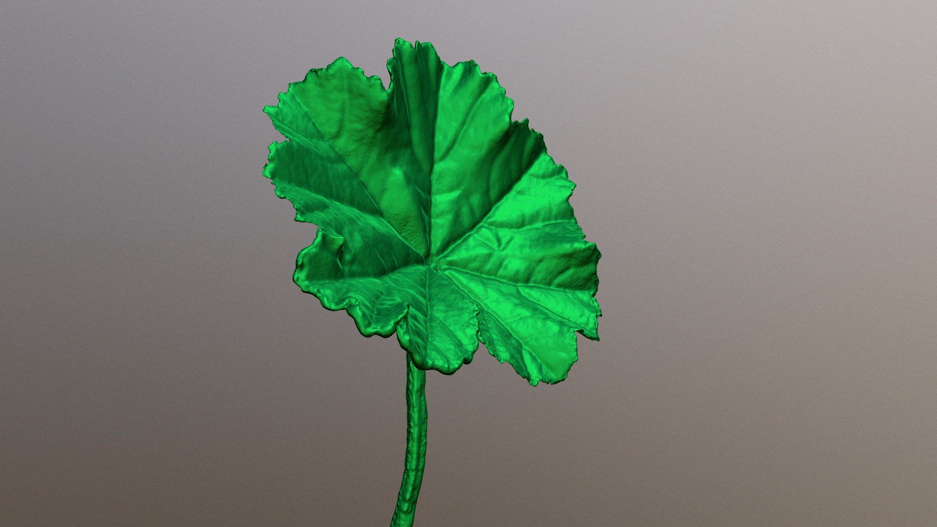 Little Leaf scan with Mini - 3D model by Pali3d [6365d8e] - Sketchfab