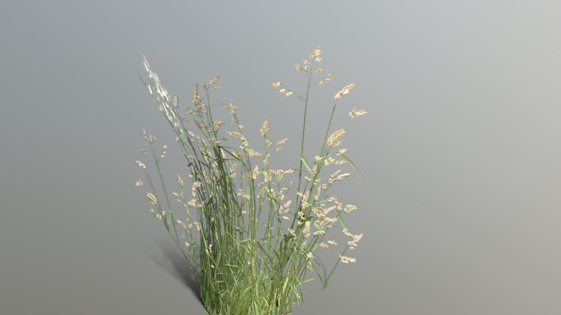 Grass - Download Free 3D model by Asia Matusik (@asiam) [6367d6f ...
