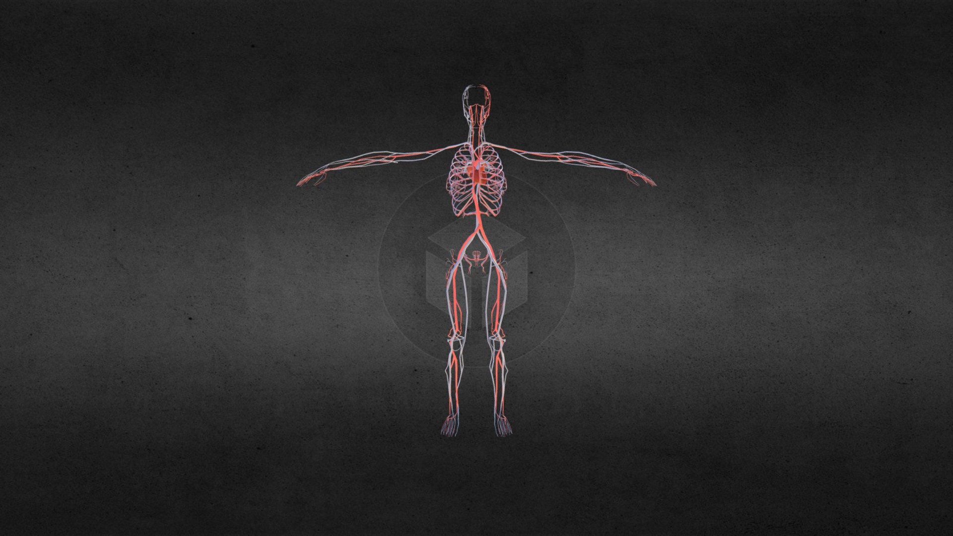 Cuerpo Humano Sistema Circulatorio (Femenino) - 3D model by CEFIECS ...
