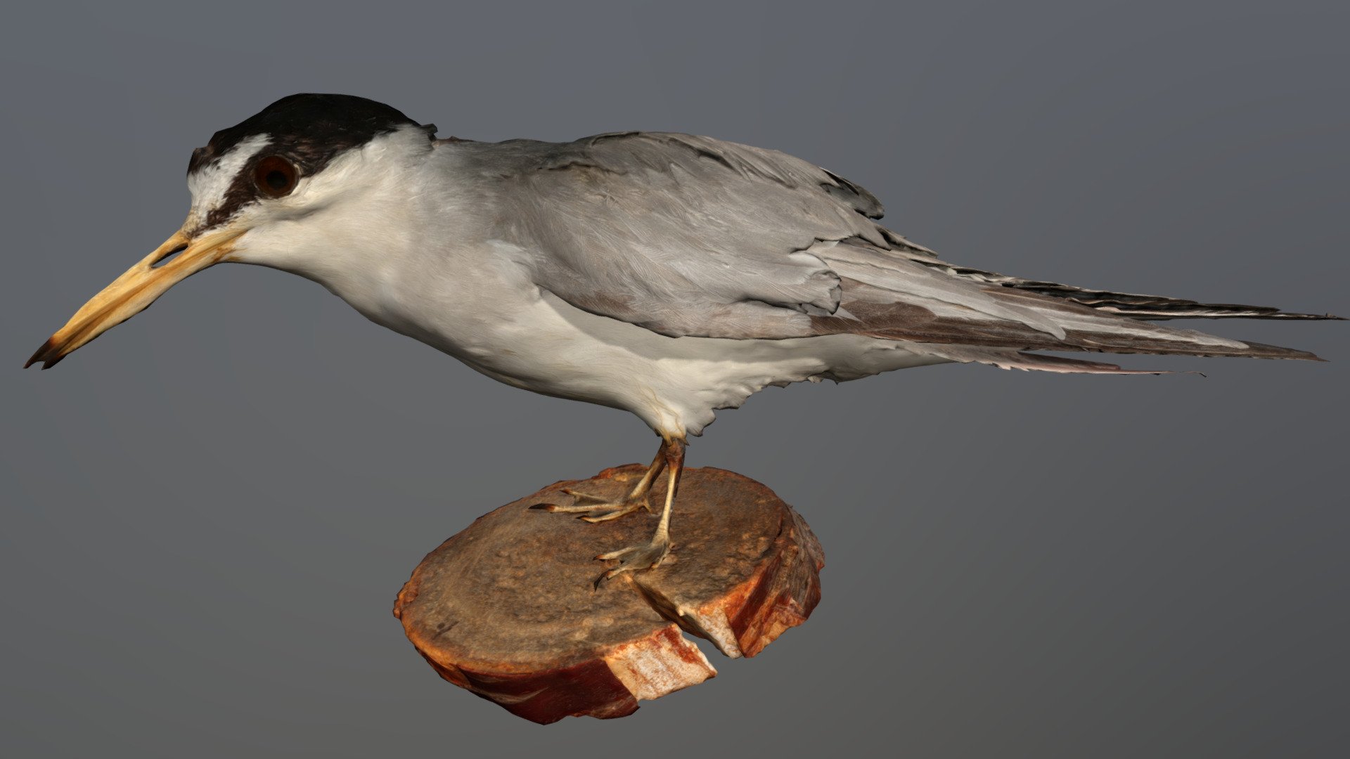 Least Tern - 3D model by Nebraska Public Media (@nebraskapublicmedia ...