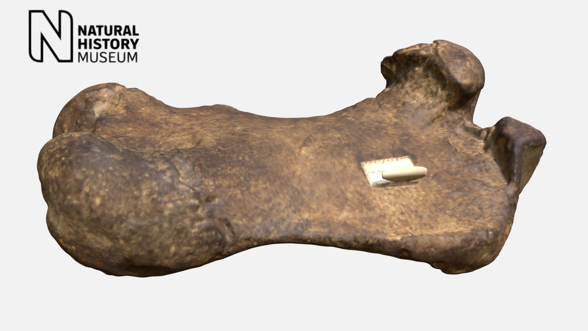 Scelidotherium leptocephalum - cast of femur - Download Free 3D model ...