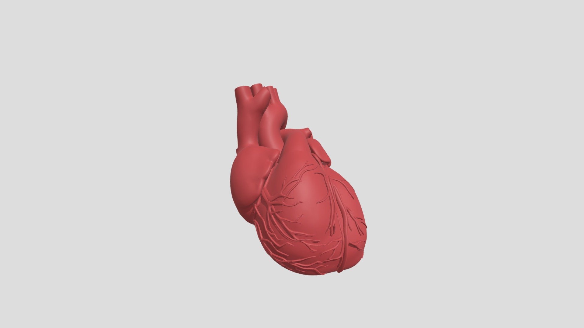 Organ Jantung - Download Free 3D model by kristinalisum [636ea98 ...