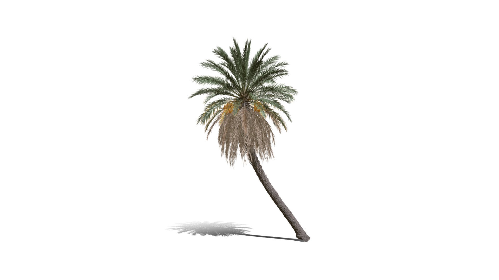 Realistic HD Date palm (21/78) - Download Free 3D model by PlantCatalog ...