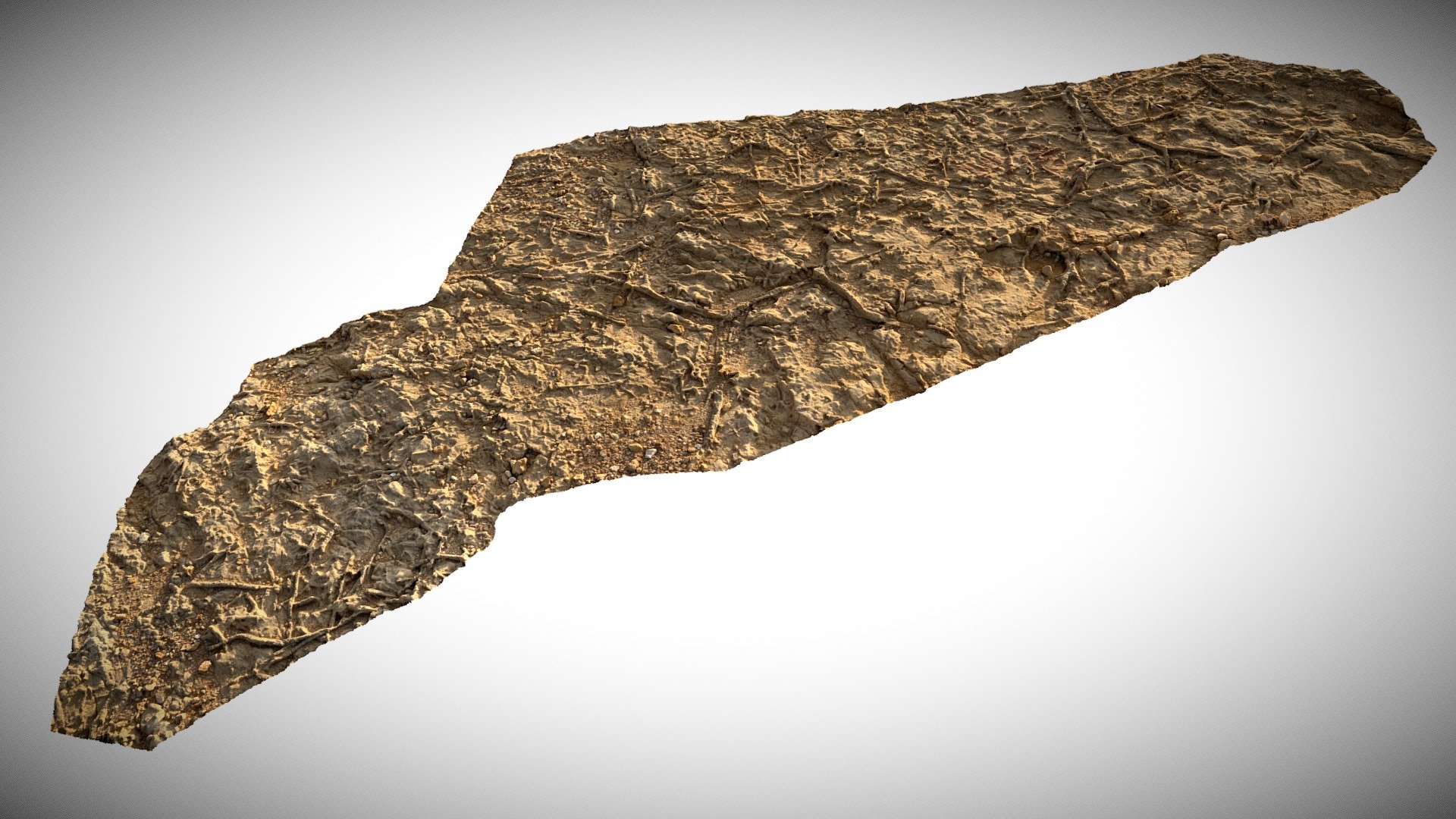 Trace fossils, Spain - Download Free 3D model by Sara Carena ...