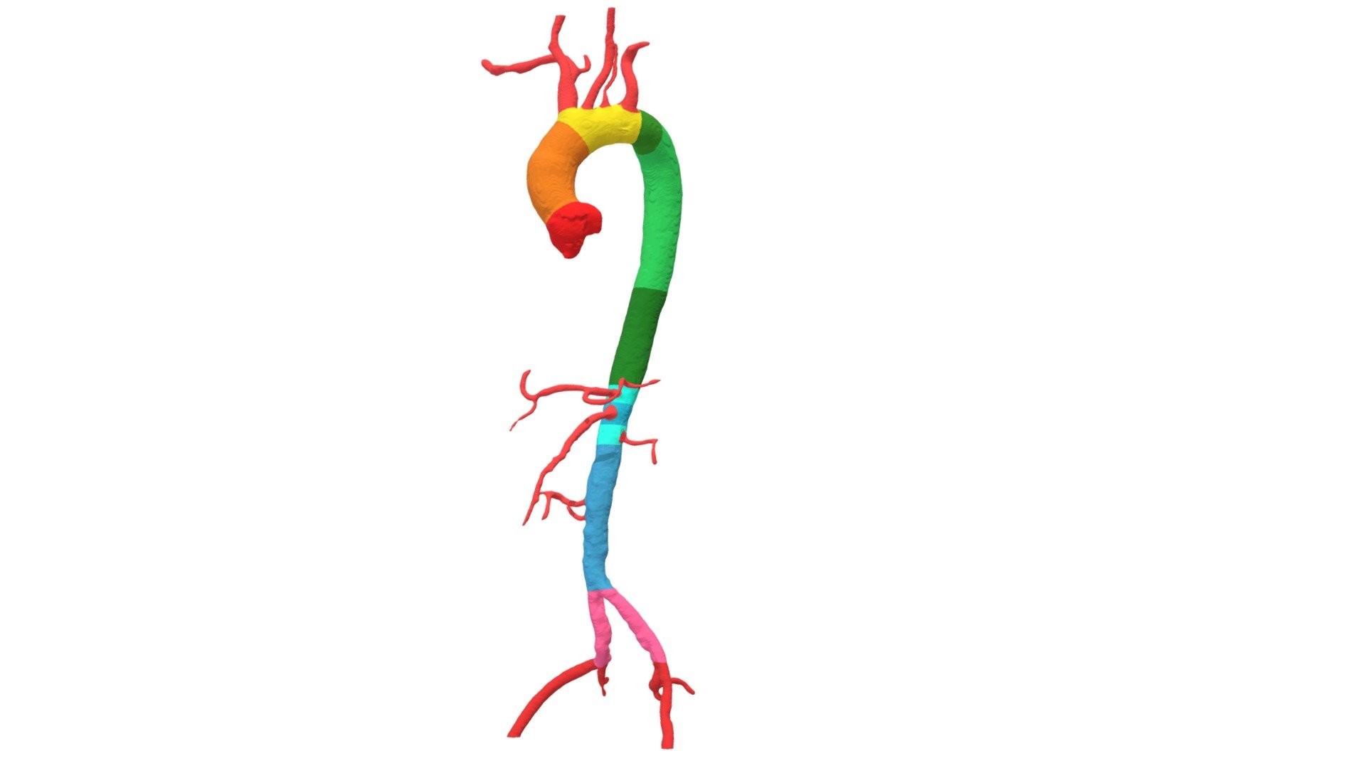 ORGAN AORTA - 3D model by TaDavidID [6373dcf] - Sketchfab