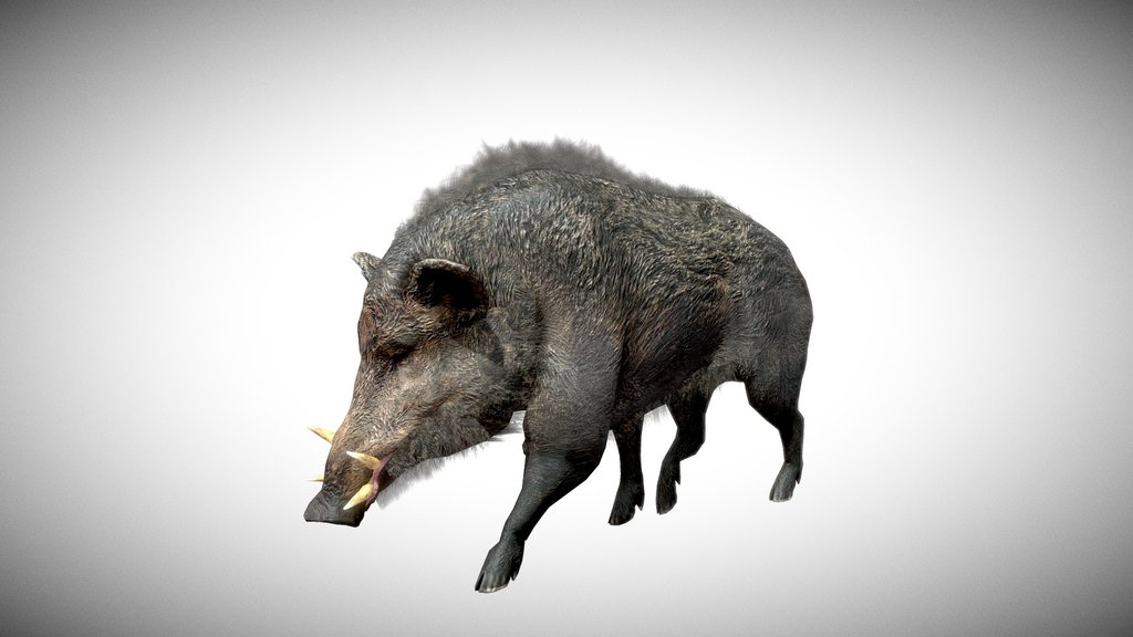 Animals - A 3D model collection by danielsparx - Sketchfab