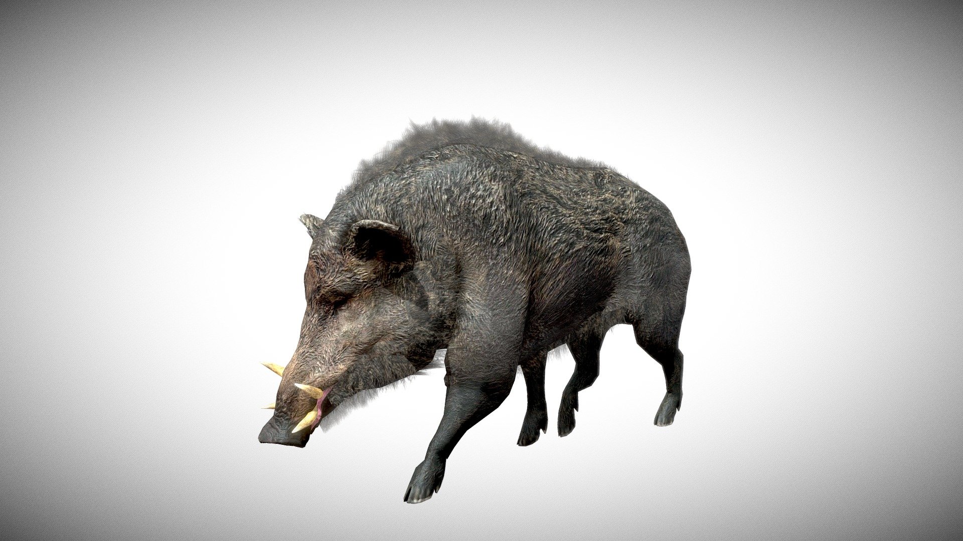 Boar - 3D model by ElectroNick [6375da1] - Sketchfab