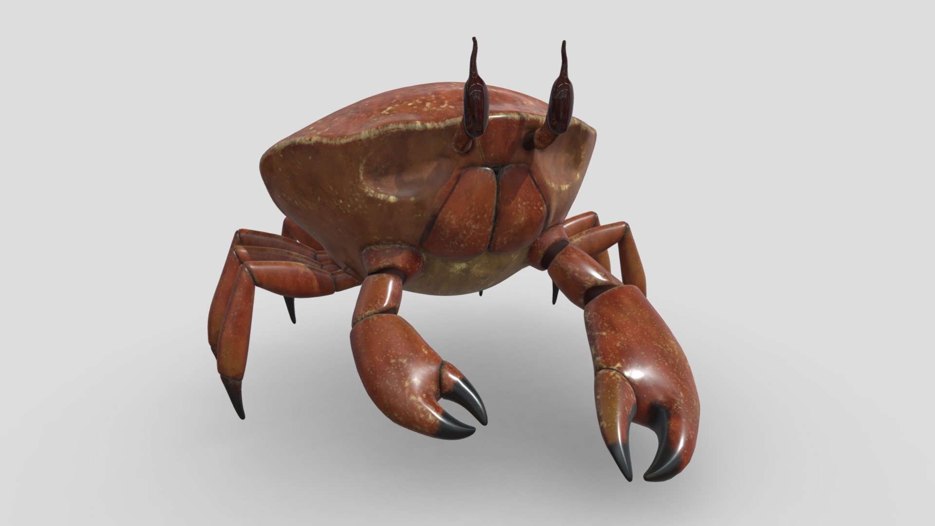Crab - Buy Royalty Free 3D model by local.yany [6378f64] - Sketchfab Store