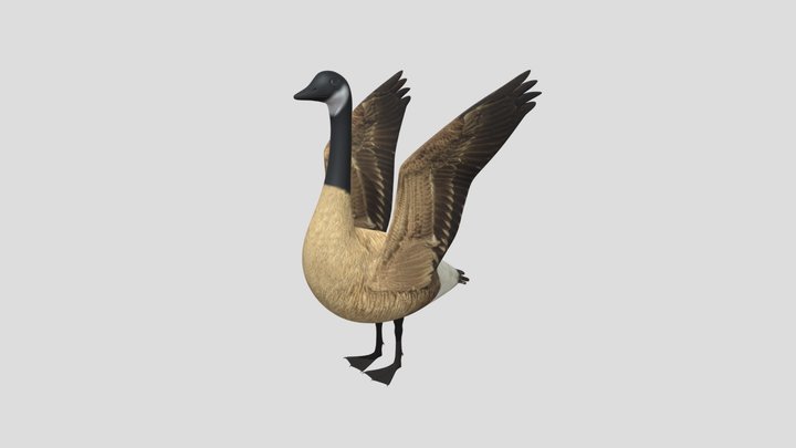 Goose 3D models - Sketchfab