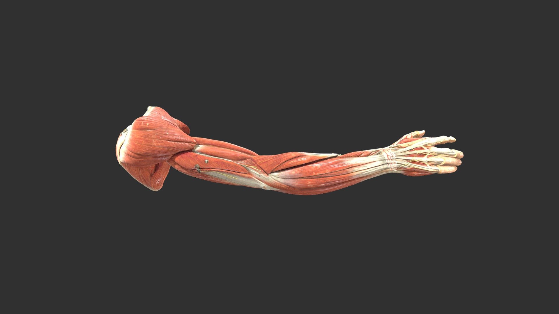 Upper limb model 1 (superficial view) - 3D model by 輔仁大學 [6386a02 ...