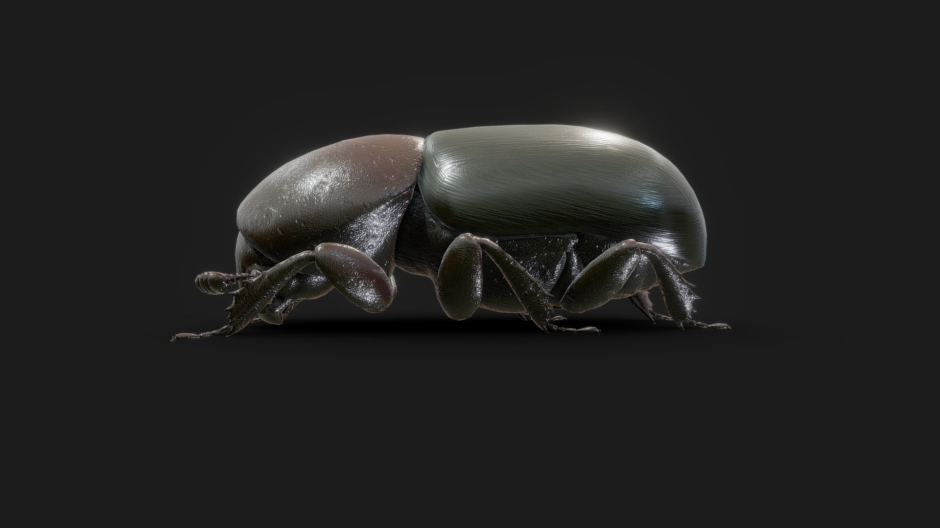 Kornik - Bark beetle - Borer - Woodworm - Ips - 3D model by mahrcheen ...