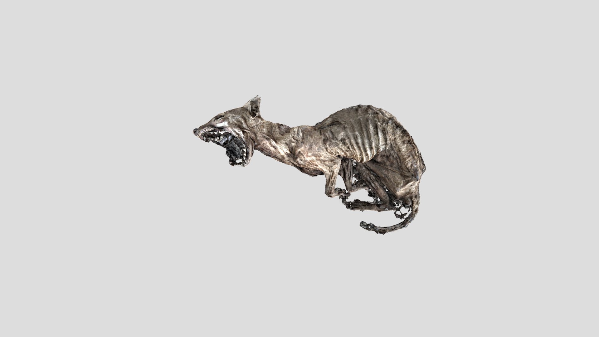 mummified marten - 3D model by Bau-3d [6389e52] - Sketchfab