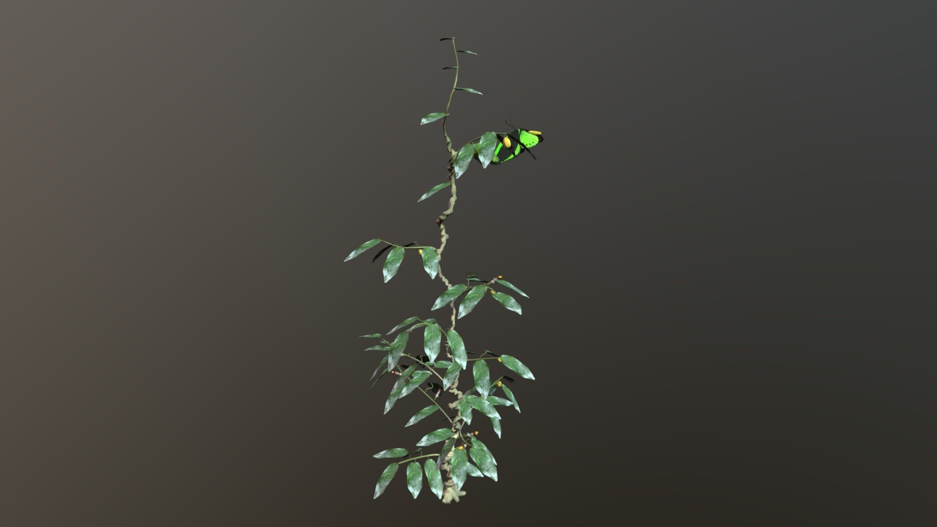 Vine animations - 3D model by smarte [638b621] - Sketchfab