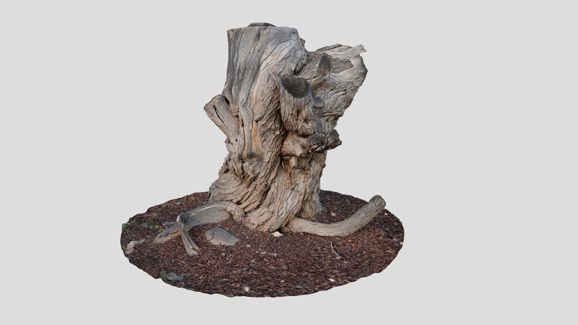 Tree scan 8K 003 - Buy Royalty Free 3D model by immerge [638ca89 ...