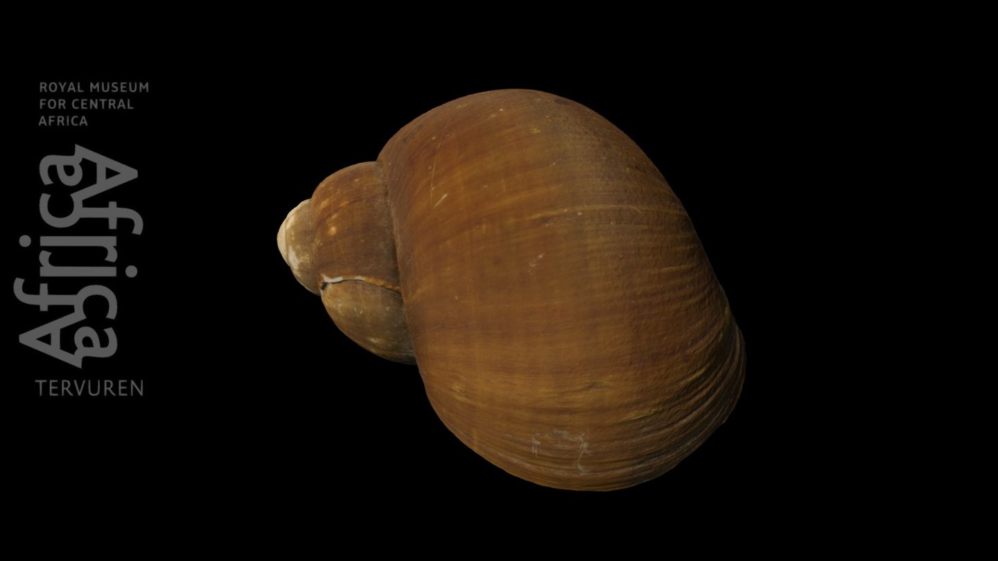 Pila ovata eleanorae - 3D model by Royal Museum for Central Africa (@africamuseum) [638cd71 ...
