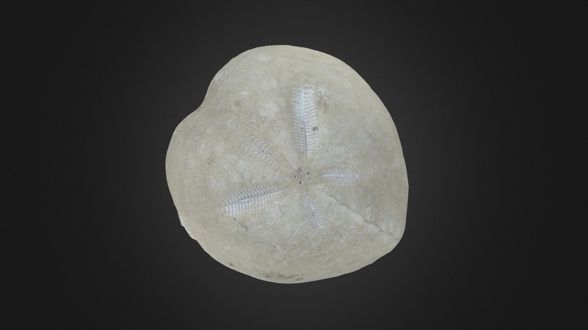 Micraster - 3D model by R.Paul [638fc4a] - Sketchfab