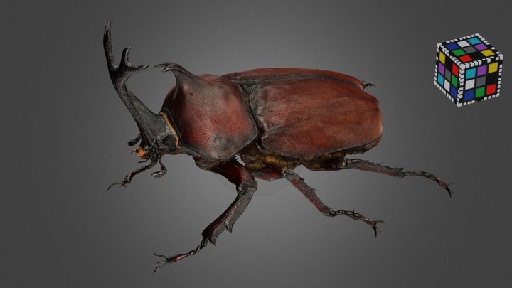 Beetle 3D models - Sketchfab