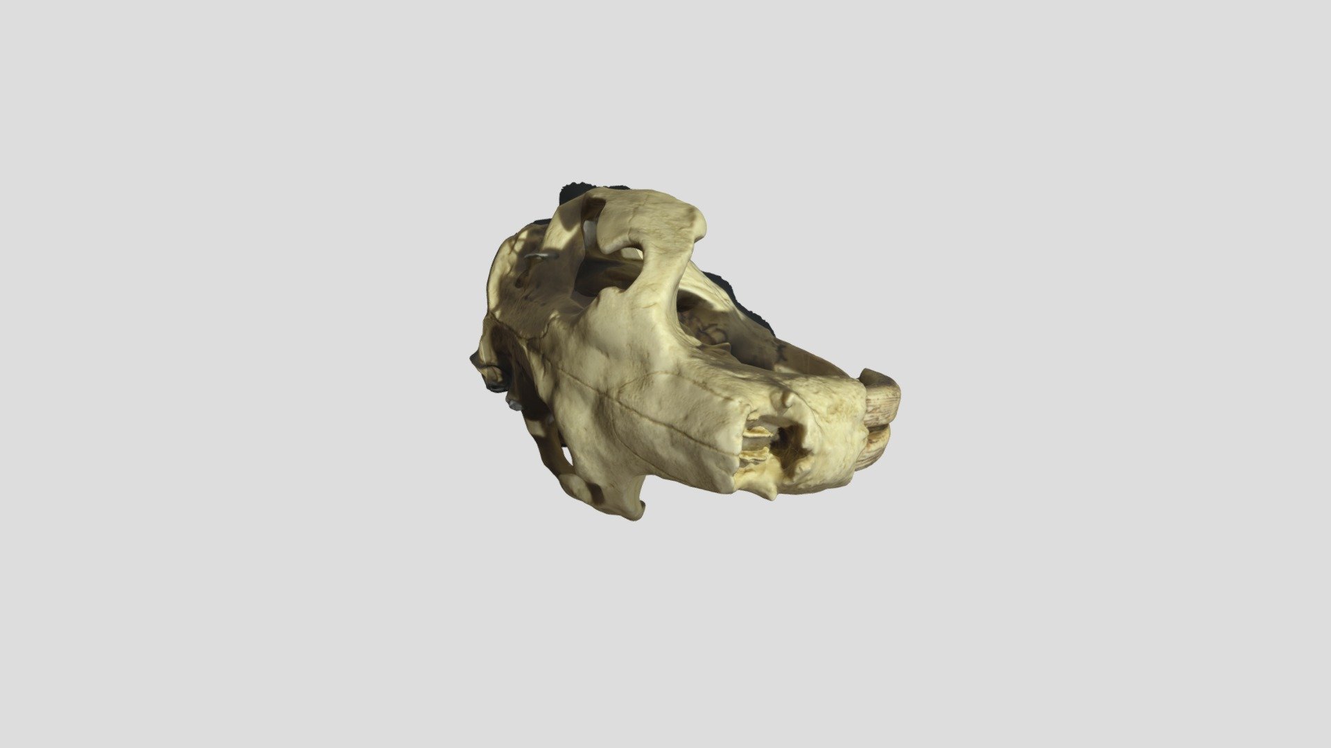 giant-beaver-skull - 3D model by 20nemewil [63994bb] - Sketchfab