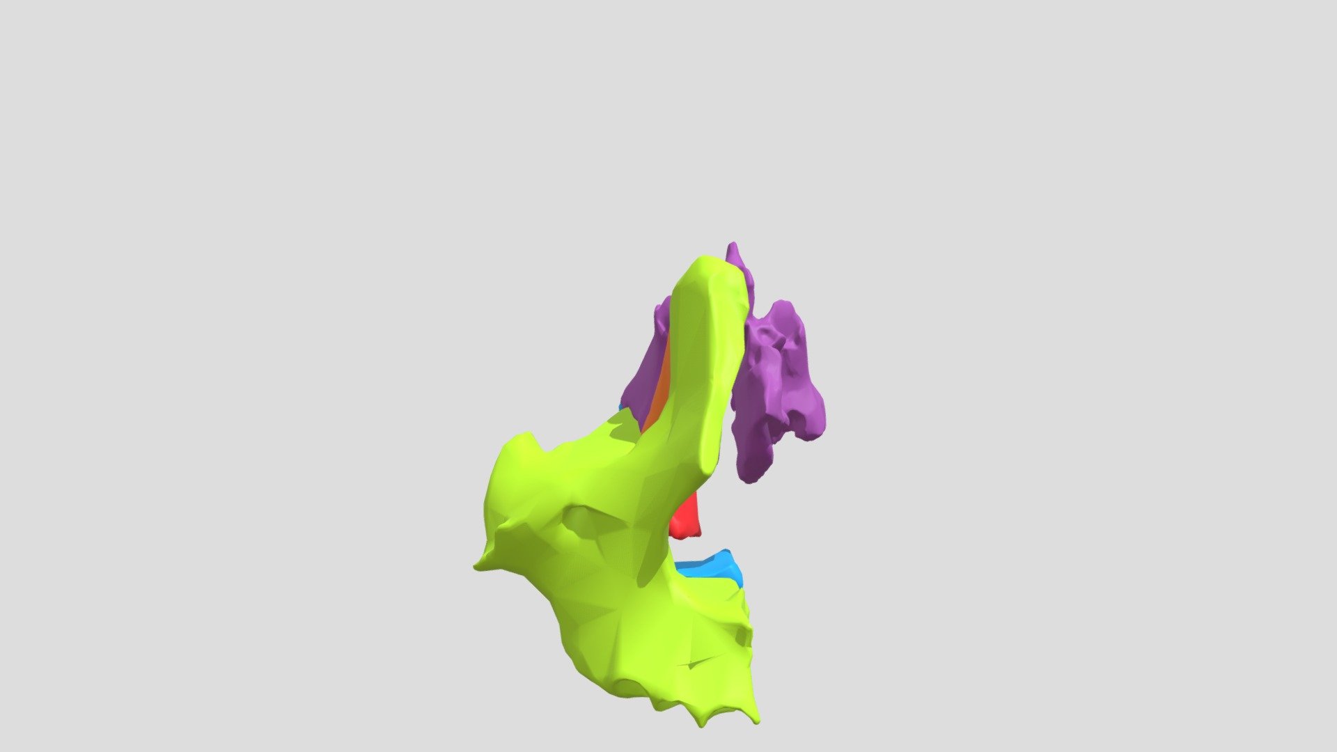 Cornet nasal Inférieur - Rapports - Download Free 3D model by ...