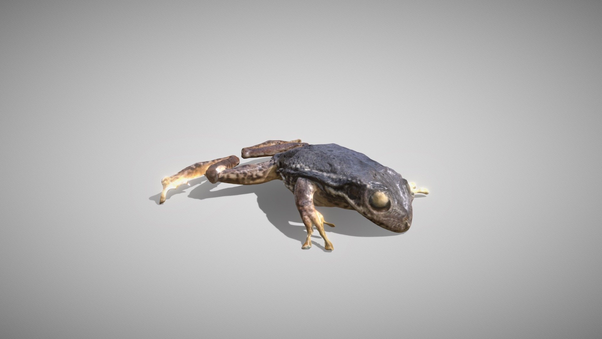 DEBER 3 RANA CURADA - 3D model by davine90801 [639deed] - Sketchfab