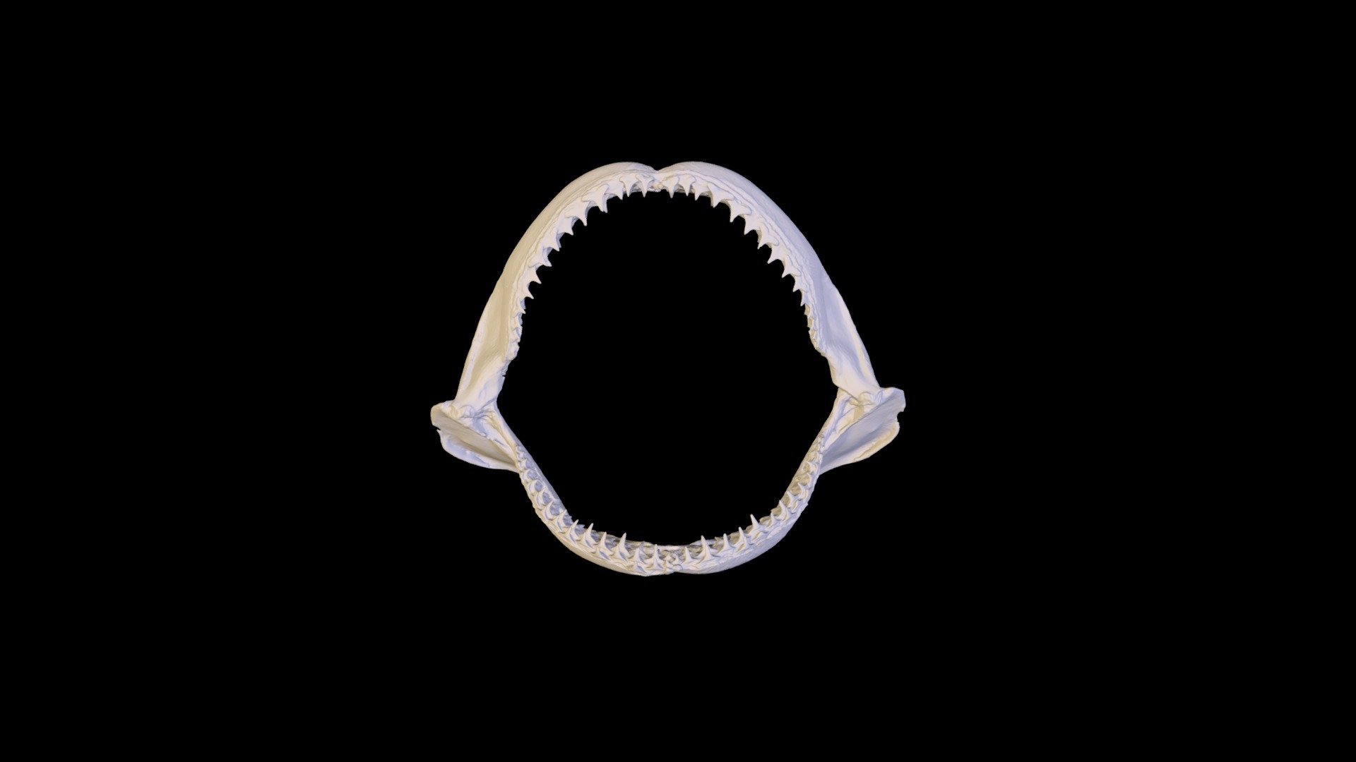 Blacktip Shark Jaw Sawickij Med50 - 3D model by ksawickij [63a2a9e ...