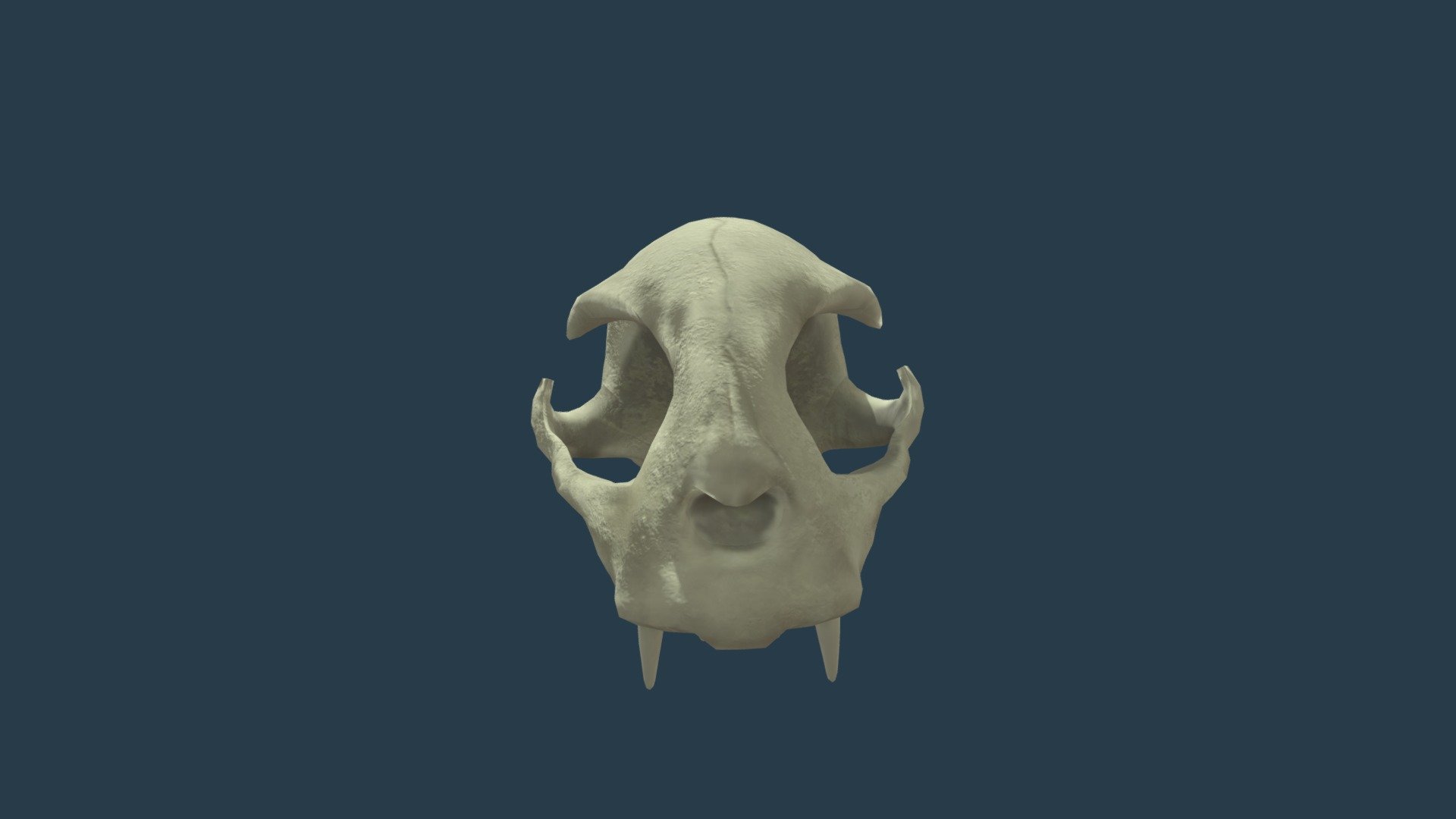 Feline skull - 3D model by Aesnas [63a5192] - Sketchfab