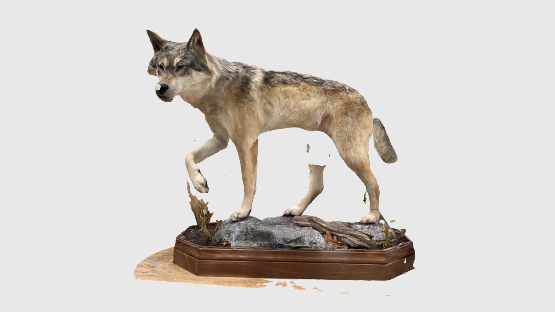 Wolf1 - Download Free 3D model by feranec [63a5d53] - Sketchfab