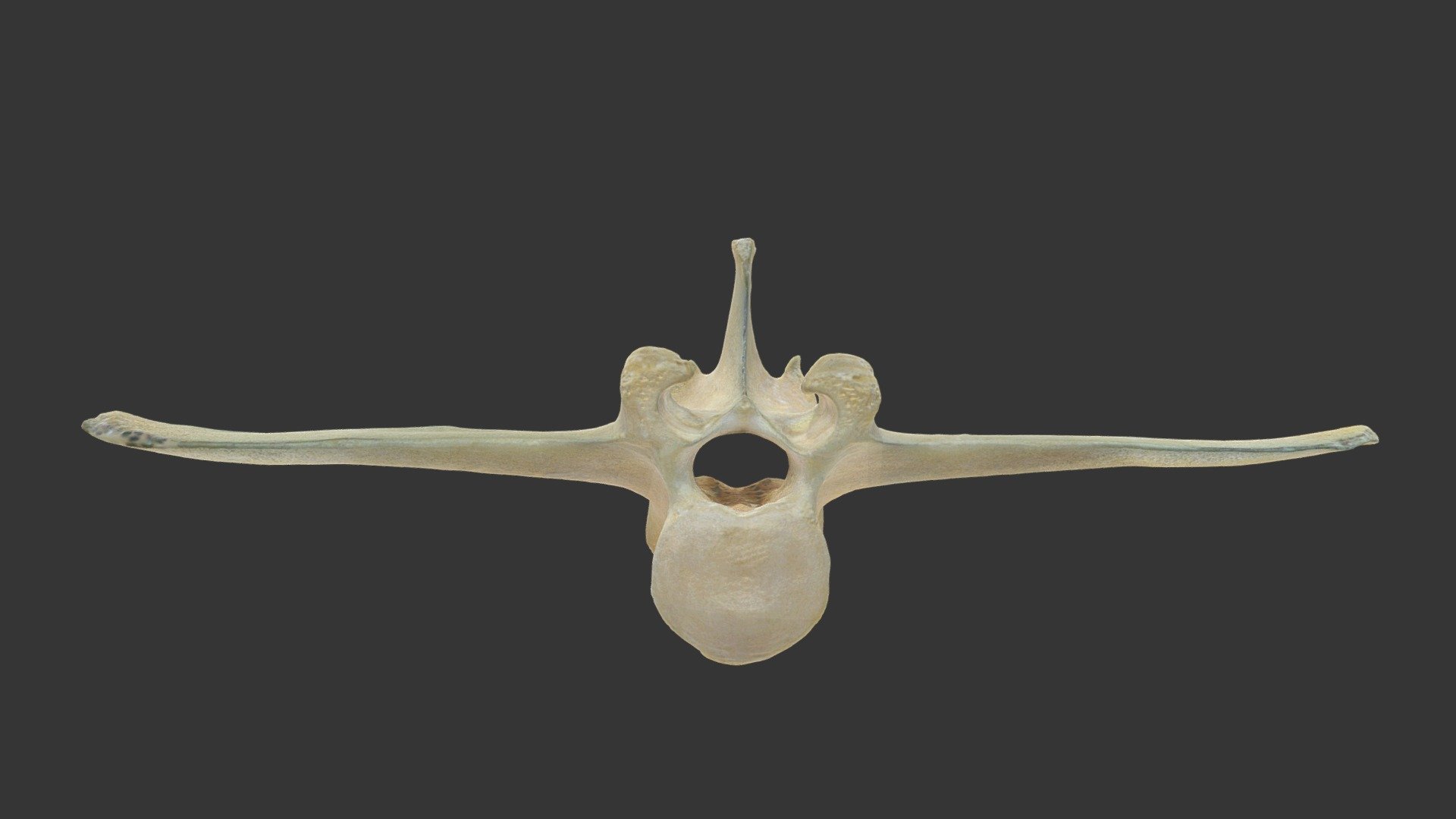 Bovino: Vértebra lumbar - 3D model by PaleoLab-ULE [63a96c4] - Sketchfab